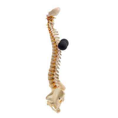 BakPhysio - self-treatment devices for relief of back and neck pain